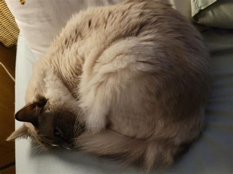 Ragdoll Cat Bun Rcatbun