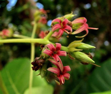 Cashew Nut Flower