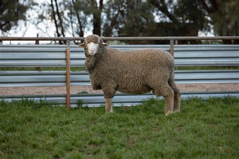 Classings Classicram Sale History Gunallo Classings Classicram Sale History Gunallo