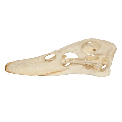 Replica Duck Skull — Skulls Unlimited International Inc