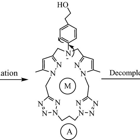 Synthesis Of Macrocycles Mi Mv Download Scientific Diagram