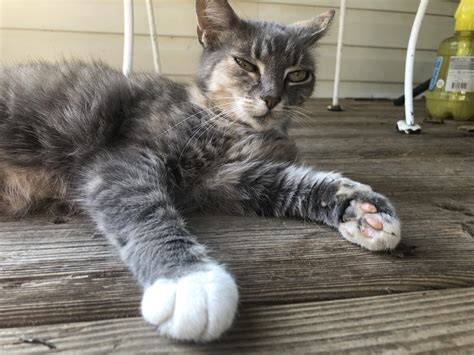 Lily Showing Her Pink Toe Beans Scrolller