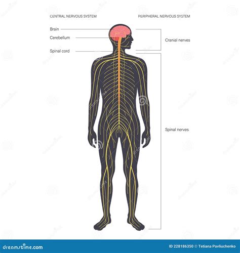 Central Nervous System Diagram Shows Brain Neurons And Pathways