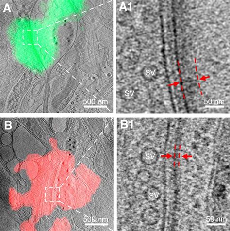 Differentiation And Characterization Of Excitatory And Inhibitory Synapses By Cryo Electron