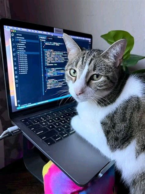 Abass Bolarinwa On Linkedin Teaching My Cat Css Aka Catscading Style