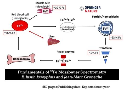 Justin Joseyphus R On Linkedin In Our Body Fe Ions Are Bound In Hemoglobin ~66 Myoglobin