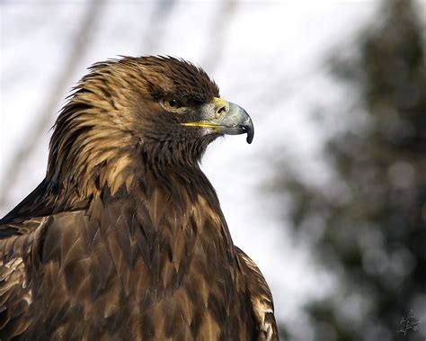 Tohickon Golden Eagles
