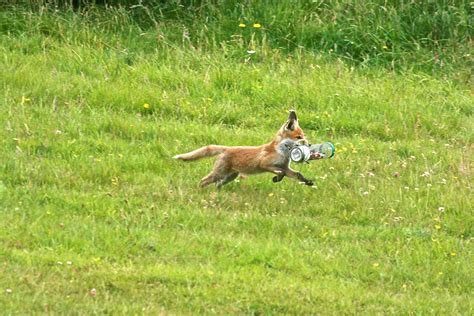 Fox Cub Stealing Bird Feeder Version 2 Just Like A Puppy Flickr
