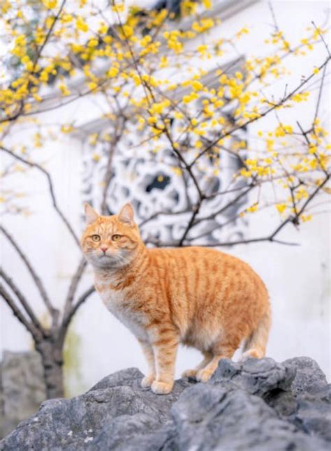 隔空撸猫，竟然也能缓解焦虑？