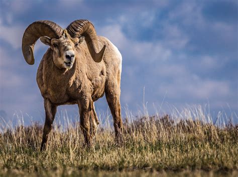 What Do You Call A Male Bighorn Sheep At Laurie Hunter Blog
