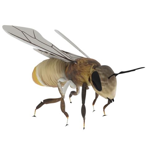A Bee With A Large Head And Long Legs 37802234 Png