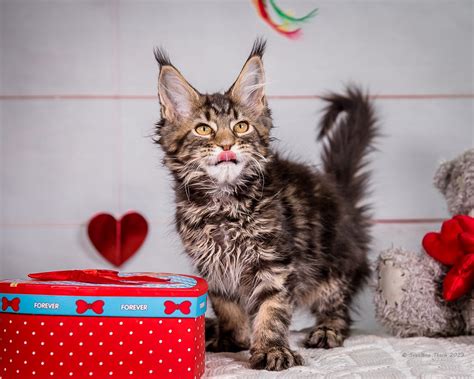 Diva Brown Girl Sold To Ryan