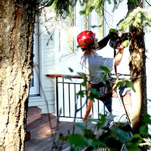 ISA Certified Arborist And Tree Service Of North Idaho And Spokane