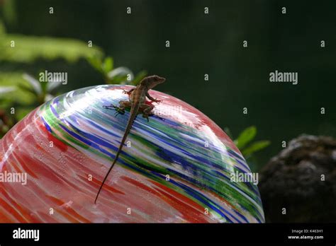 Brown Anole Lizard On A Glass Globe Display In A Small Botanical Garden