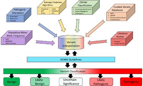 Theoretic Algorithm For The Interpretation Of Germline Sequence
