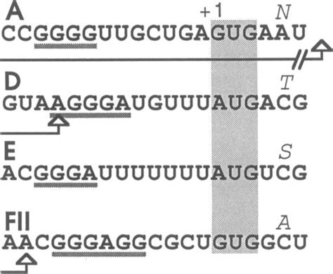 Nucleotide Sequences Of The Translation Initiation Regions Of A Genes