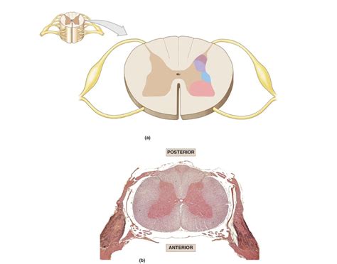 Sectional View Of Spinal Cord — Printable Worksheet