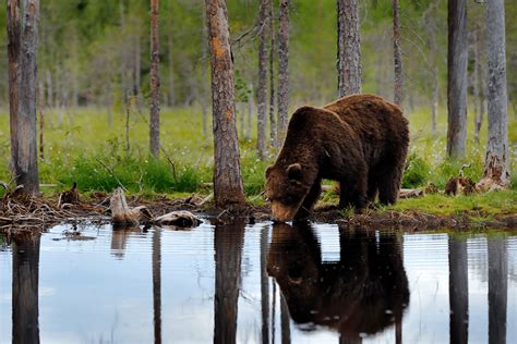 What Are Boreal Forests
