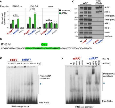 Alternatively Spliced Isoforms Of Irf7 Differentially Regulate Interferon Expression To Tune