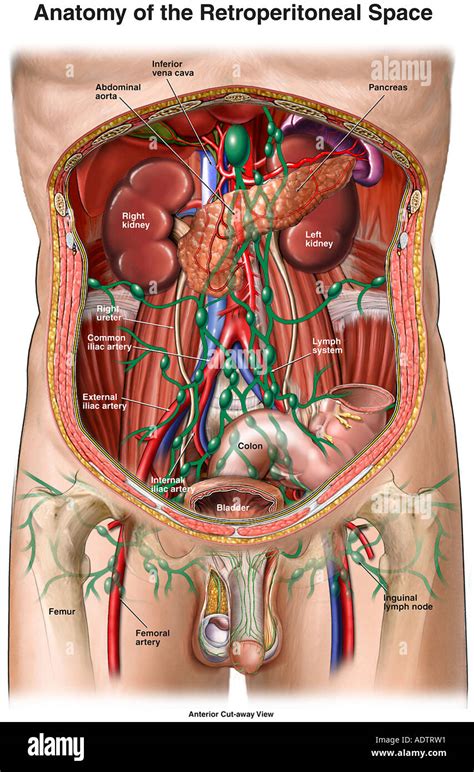 Retroperitoneal Organs