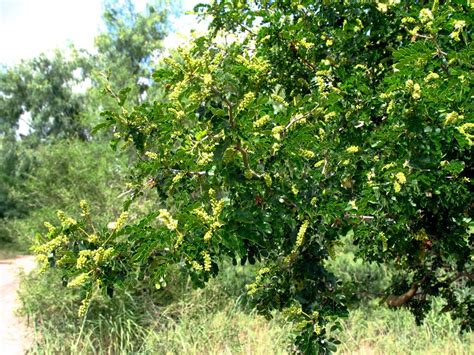 Ebony Tree Characteristics Care And Uses