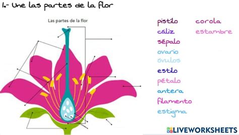 Partes De La Flor 1 Worksheet Live Worksheets