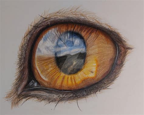 Hare Eye In Coloured Pencil By Hughesy23412 On Deviantart