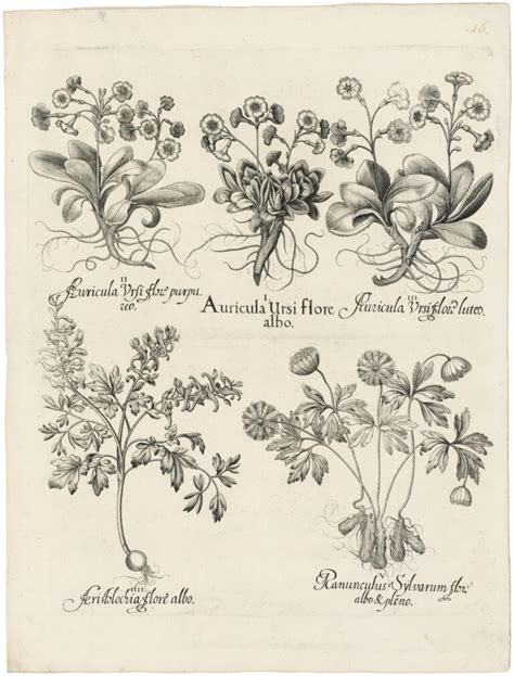 Besler Deluxe Ed Pl 16 White Auricula Purple Auricula Yellow