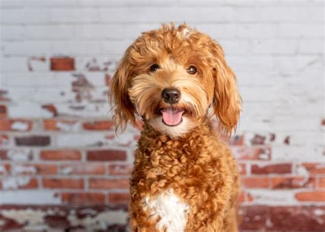 Cuteness Overload Mini Double Doodle Irresistible Charms Revealed