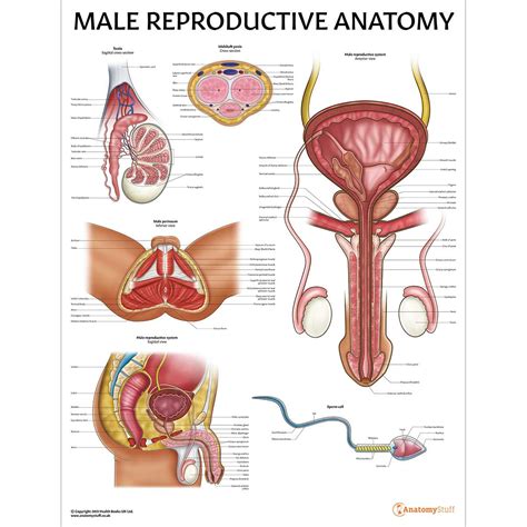 Human Male Reproductive System Front View Anatomy Clipart Male