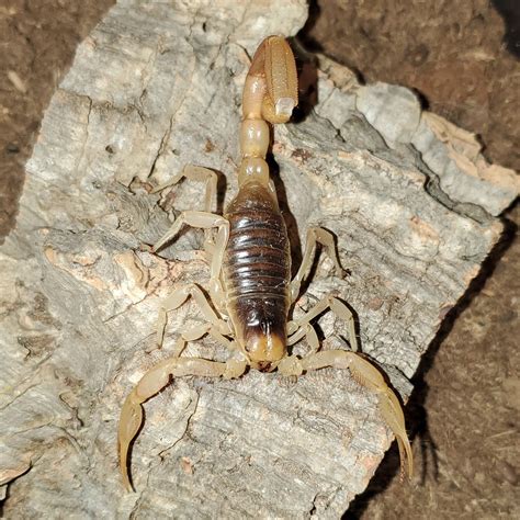 Hadrurus Arizonensis Giant Hairy Scorpion Vexotic Me