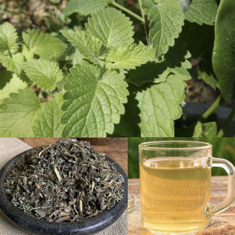 Transform Your Health With This Miracle Plant Catnip Benefits