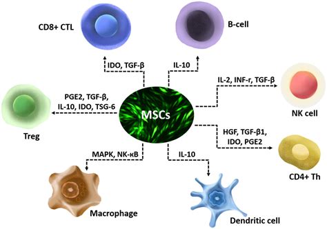 Mtormediated Regulation Of Dendritic Cell Differentiation And Function