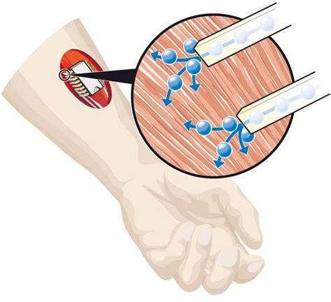 Elementos Químicos Del Cuerpo Humano Escuelapedia Recursos Educativos