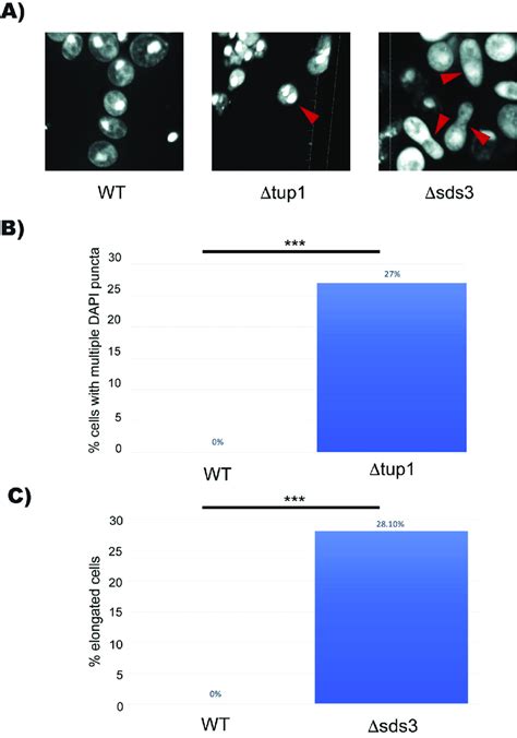 Deletion Of Tup1 Or Sds3 Leads To Morphology Defects In Stationary