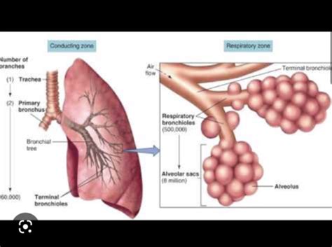 Bio 207 Exam 3 Respiratory Lymphatic Digestive Flashcards Quizlet