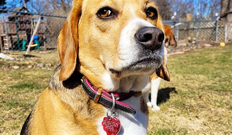 Are Dogs Allowed In Madison Parks
