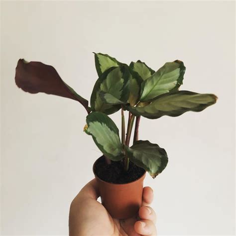 Calathea Goeppertia Species Cultivars And Hybrids Genus Calathea