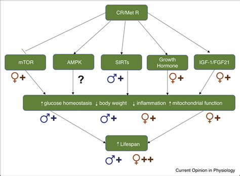 Sex Differences In The Response To Dietary Restriction In Rodents Pmc