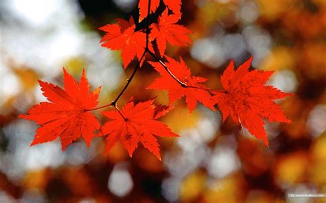 Autumn Leaves Desktop Wallpaper At Elmer Holt Blog