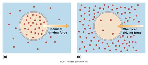 What Is The Concentration Gradient — Brain Stuff