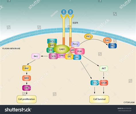 Egf Signaling Pathway Stock Illustration 631954700