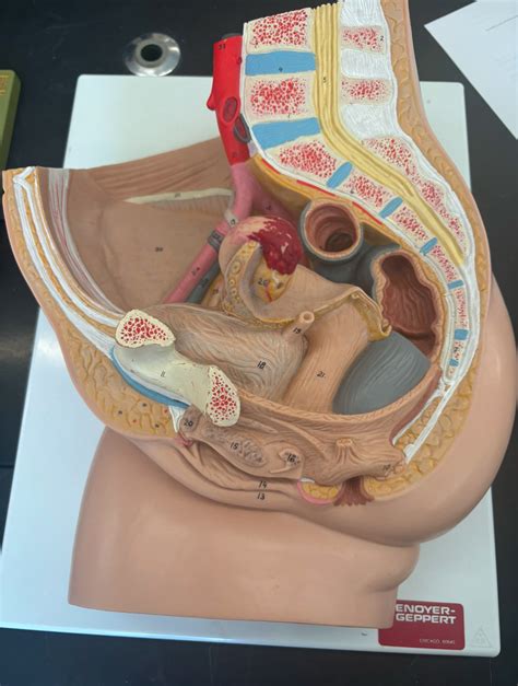 Female Reproductive Model Diagram Quizlet