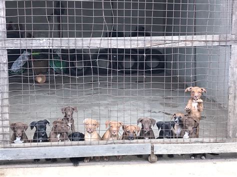 ခွေးမျိုးစုံရောင်းဝယ်ရေး နေပြည်တော်၊တပ်ကုန်း၊ရမည်းသင်း၊ပျော်ဘွယ်၊မိတ္ထီလာ Facebook