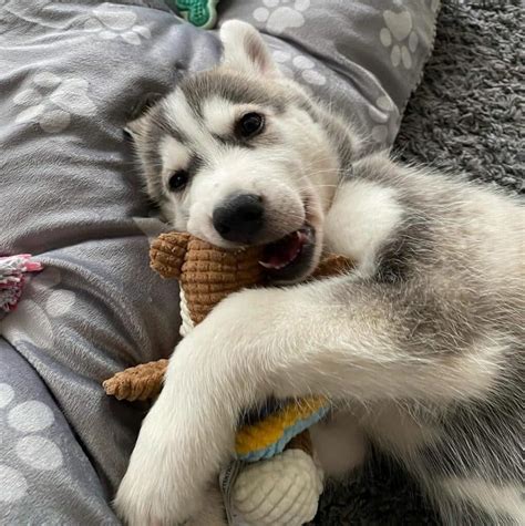 Labrador Husky Mix Labsky Owners Guide