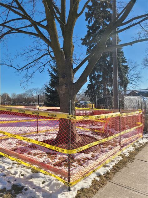 Tree Protection Zone Toronto The Real Tree Master
