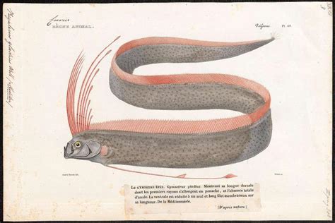 The Myth And Mystery Of The Giant Oarfish Or Doomsday Fish Myths