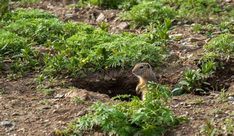 Cute Wild Gopher Looking Out Of Hole Stock Image Image Of Outdoor Grass 84757333