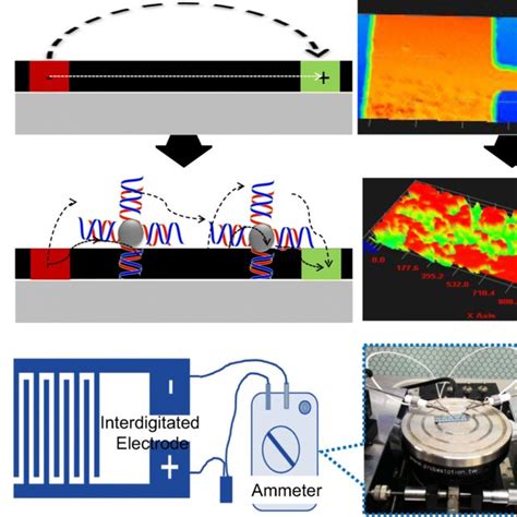 Fabrication Modification And Measurement Of The Microdevice A Steps Download Scientific