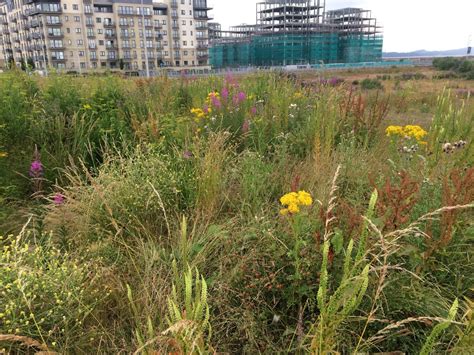 Living Cities Creating Flower Rich Urban Meadows Edinburgh Living